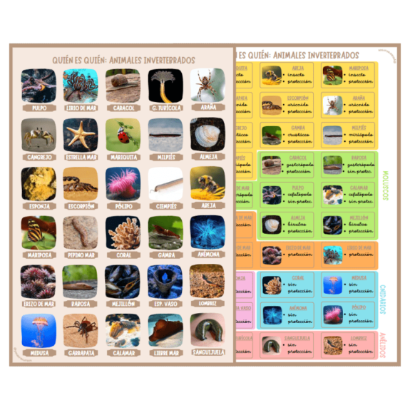 Quién es quién: animales invertebrados